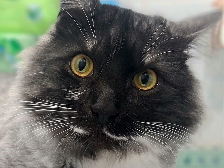 Кот