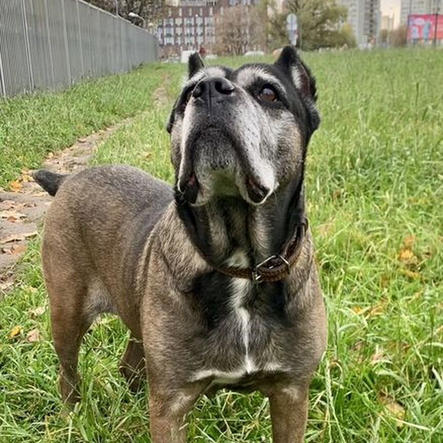 Кане-корсо Кира ищет дом