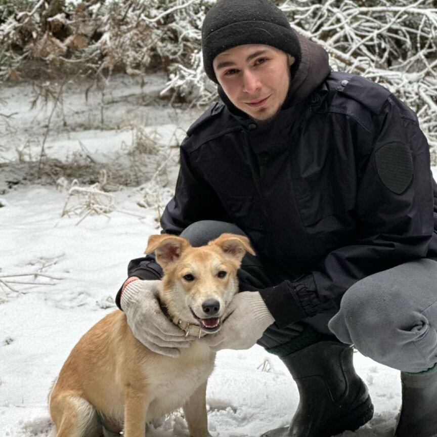 Собака Злата в добрые руки