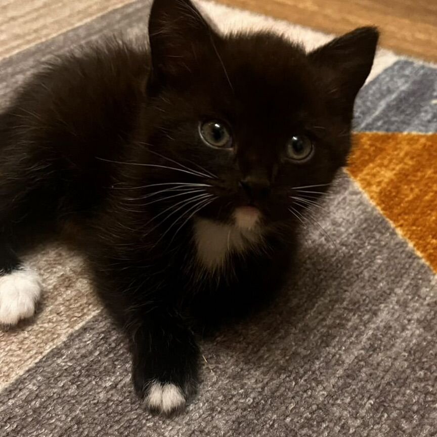 Котёнок в добрые руки