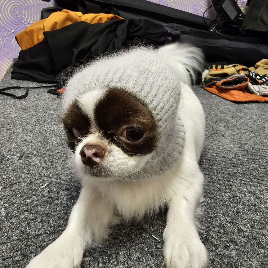 Вещи для собак