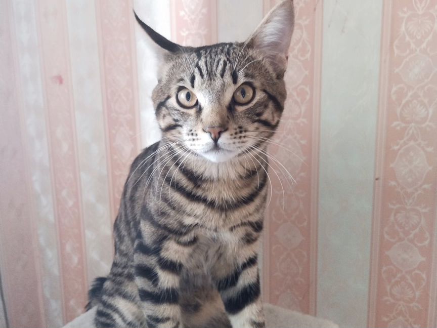 Продам котенка