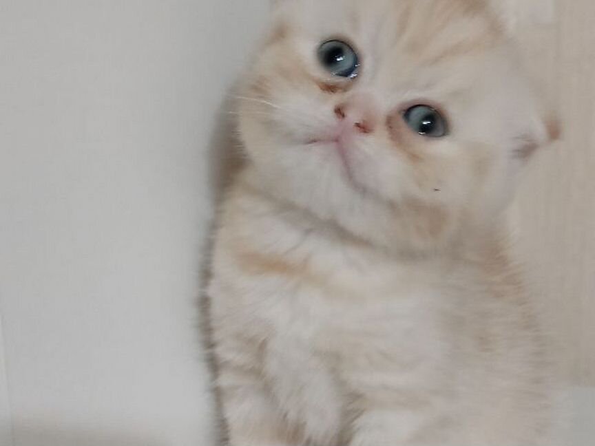 Шотландская вислоухая кошка