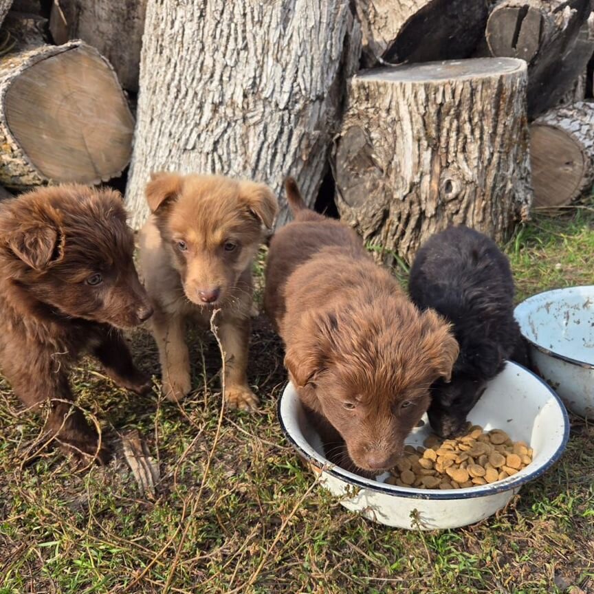 Щенок в добрые руки