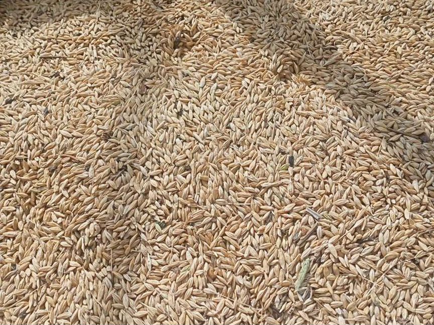 Ячмень Пшеница