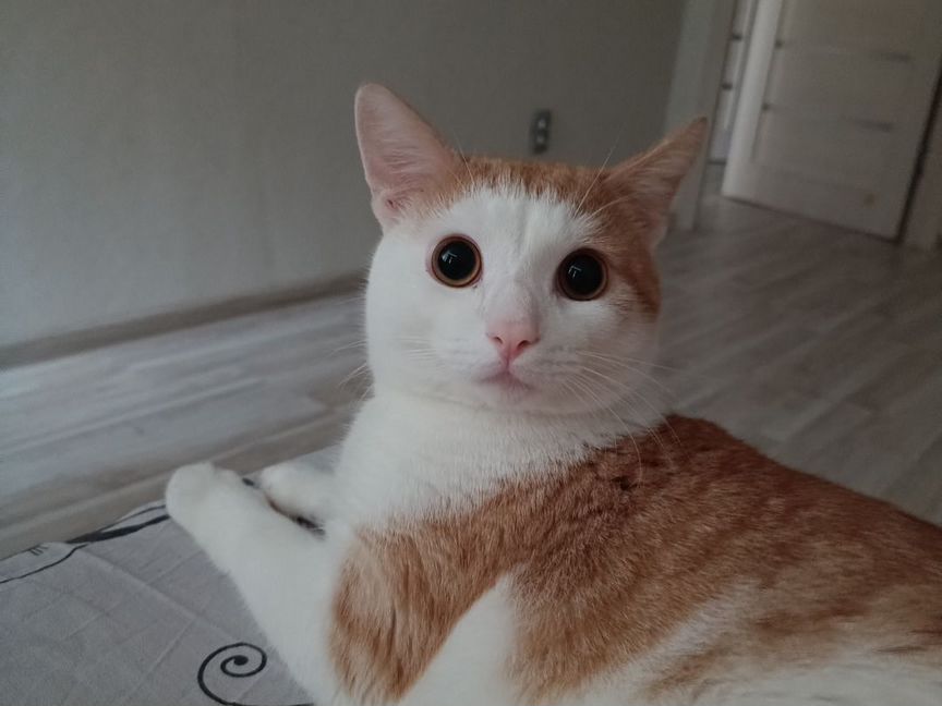 Котик в добрые руки