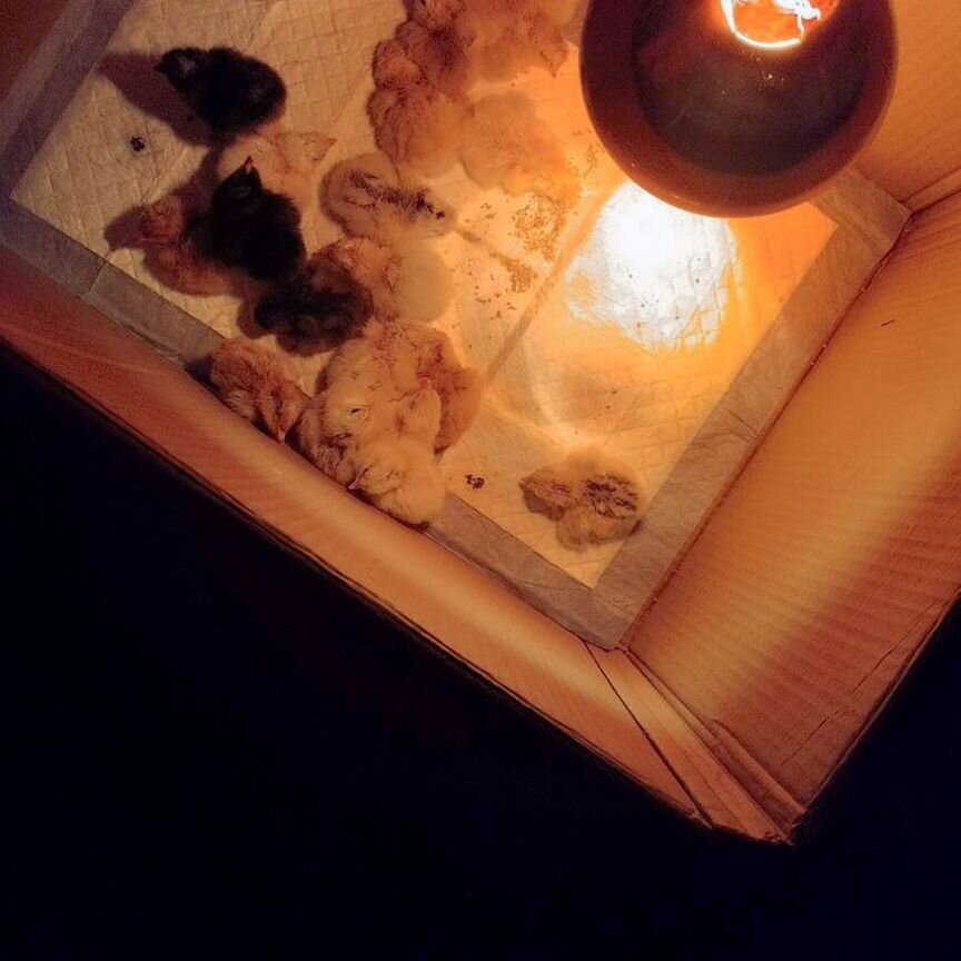 Продам цыплят