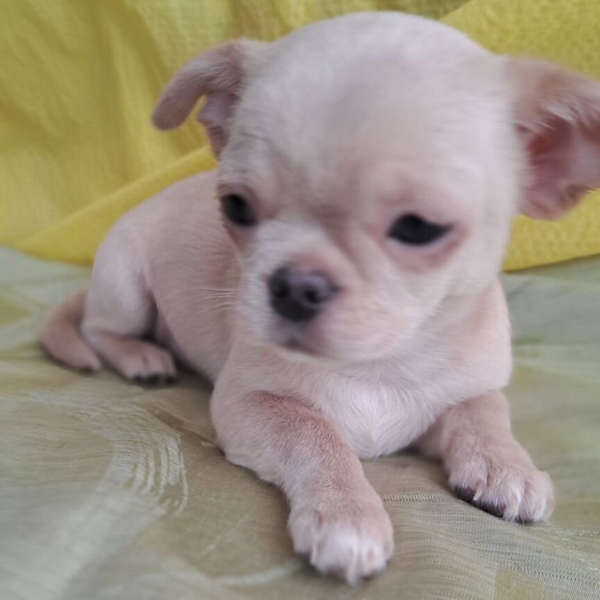 Щенки чихуахуа