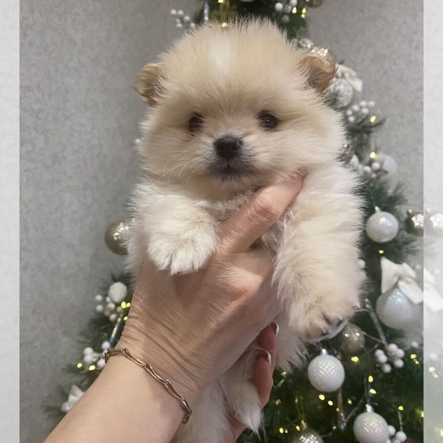 Померанский шпиц, щенок