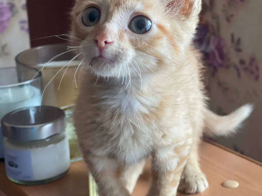 Котенок Апельсин ищет любящих хозяев