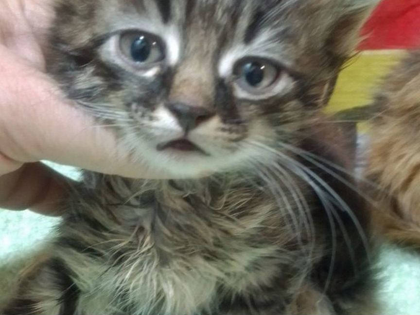 Ласковые котятки разного окраса- возраст 2,5-3мес