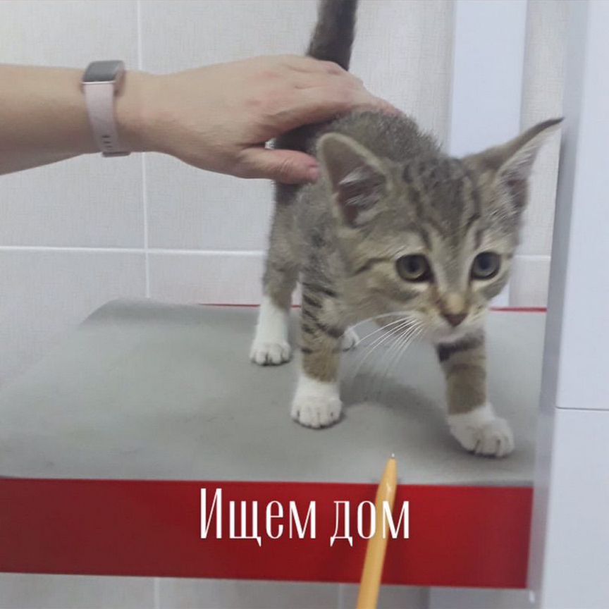 Котенок мальчик 2-2,5 месяца
