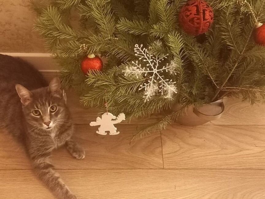 Котикбесплатно в добрые руки