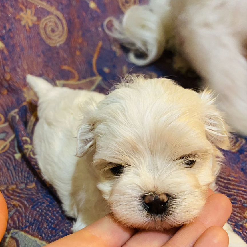 Мальтийский болонки мини