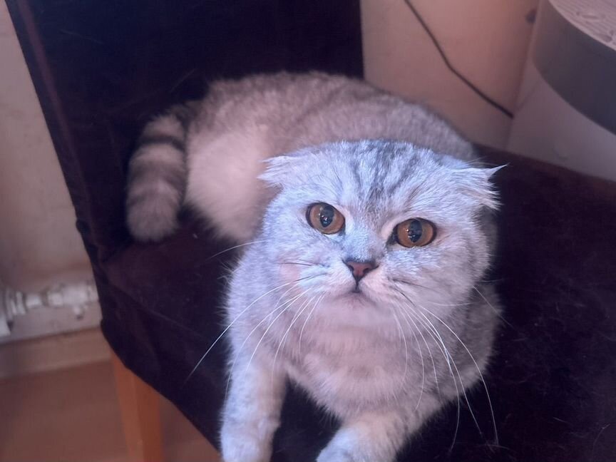 Шотландская серебристая шиншилла