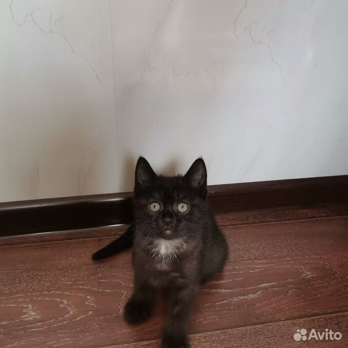 Котята в добрые руки девочки красивые