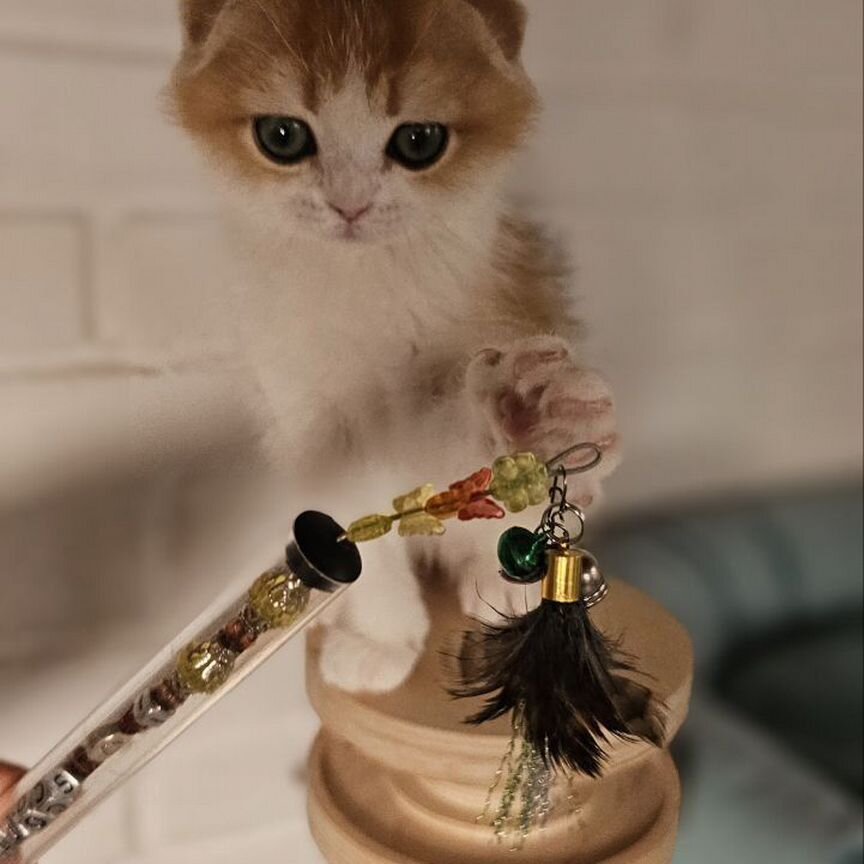 Вислоухий котенок