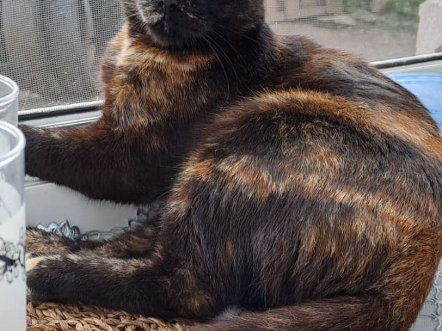 Кошка в добрые руки