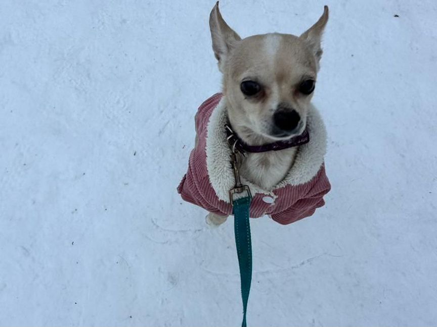 Чихуахуа в добрые руки