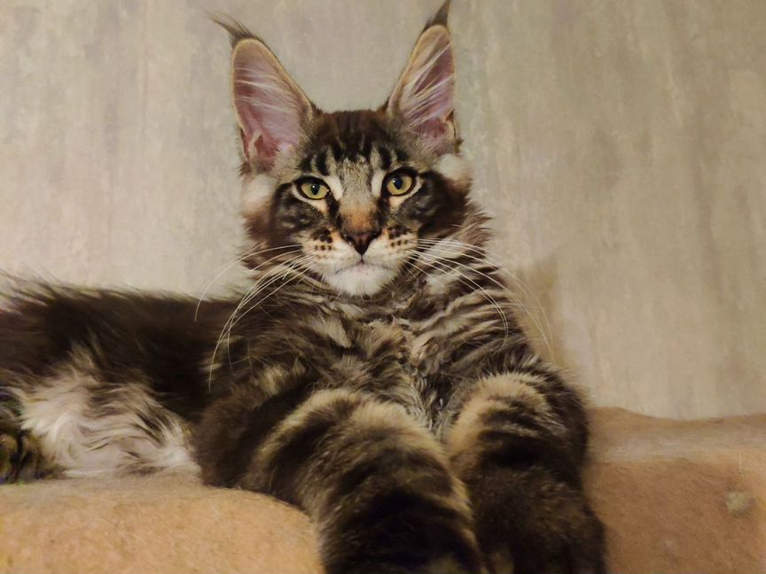 Мейн-кун мальчик с документами