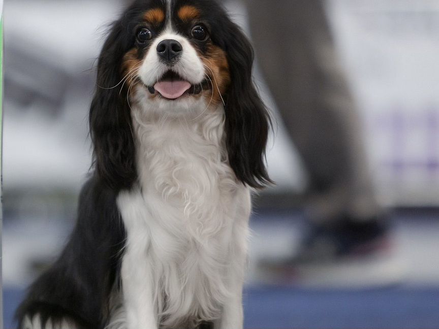 Кавалер кинг чарльз спаниель девочка