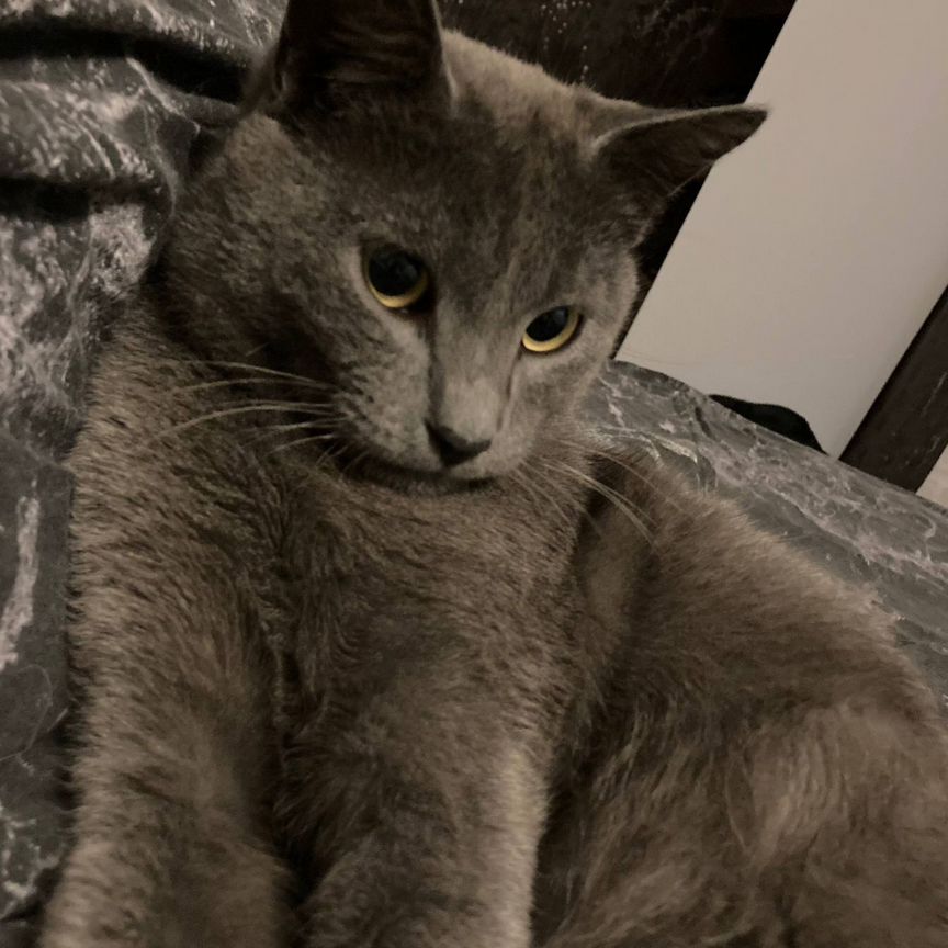 Русский голубой котёнок