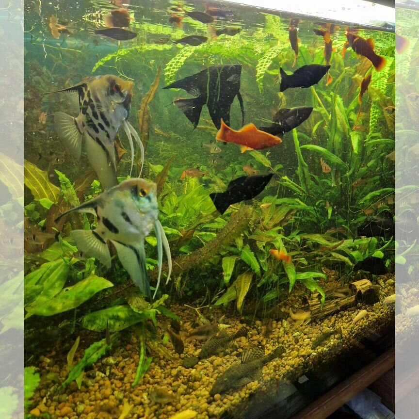 Рыбки скалярии