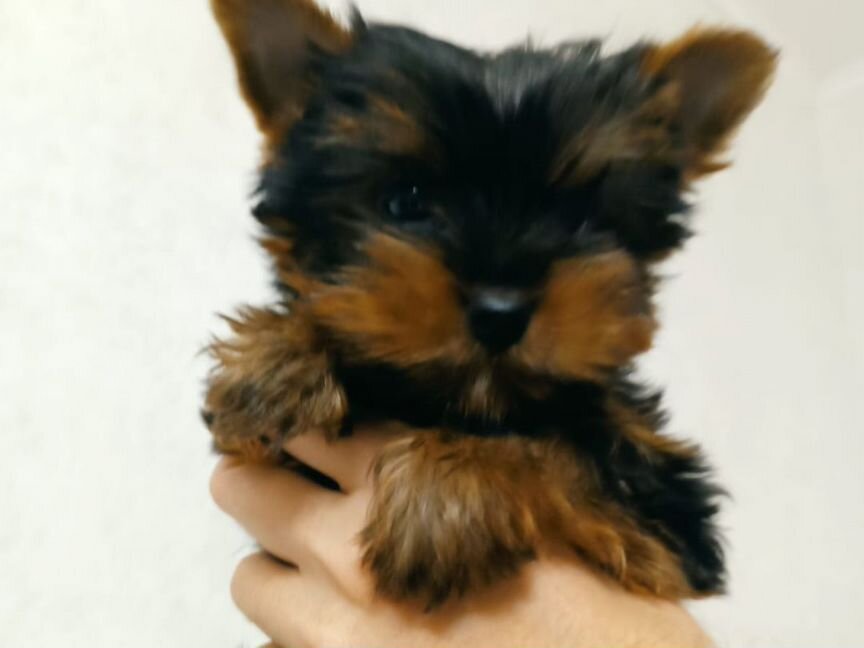 Девочка Йорка