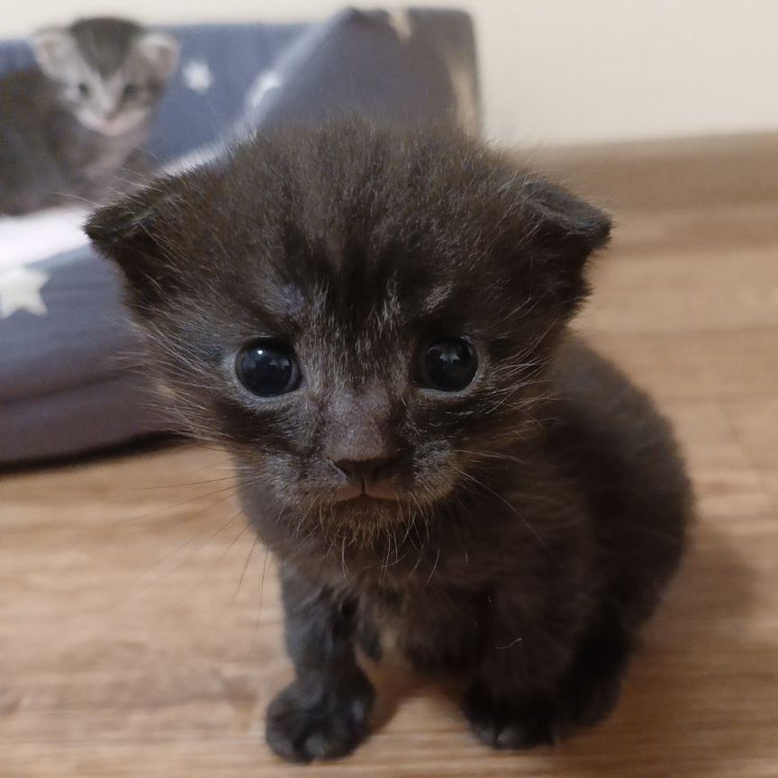 Шотландский вислоухий короткошёрстный котёнок