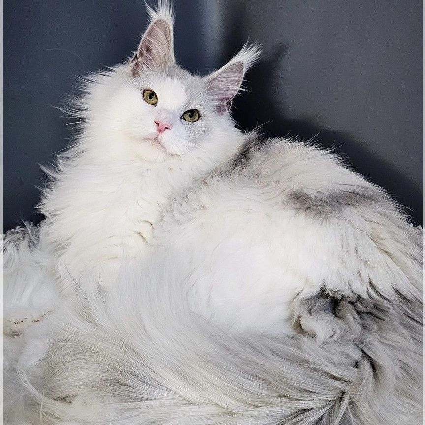 Мейн-кун котёнок