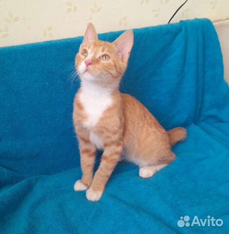 Котенок Наполеон в добрые руки