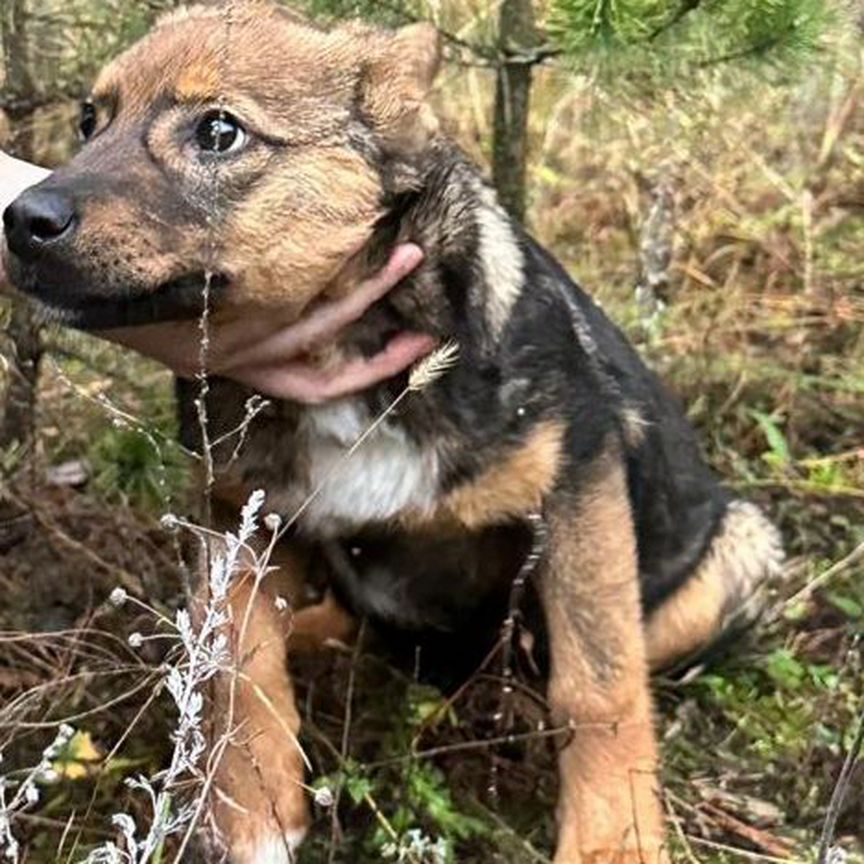 Щенок в добрые руки