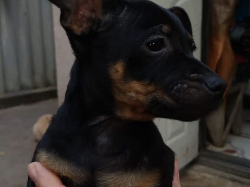 Той-терьер, мальчик 2 месяца