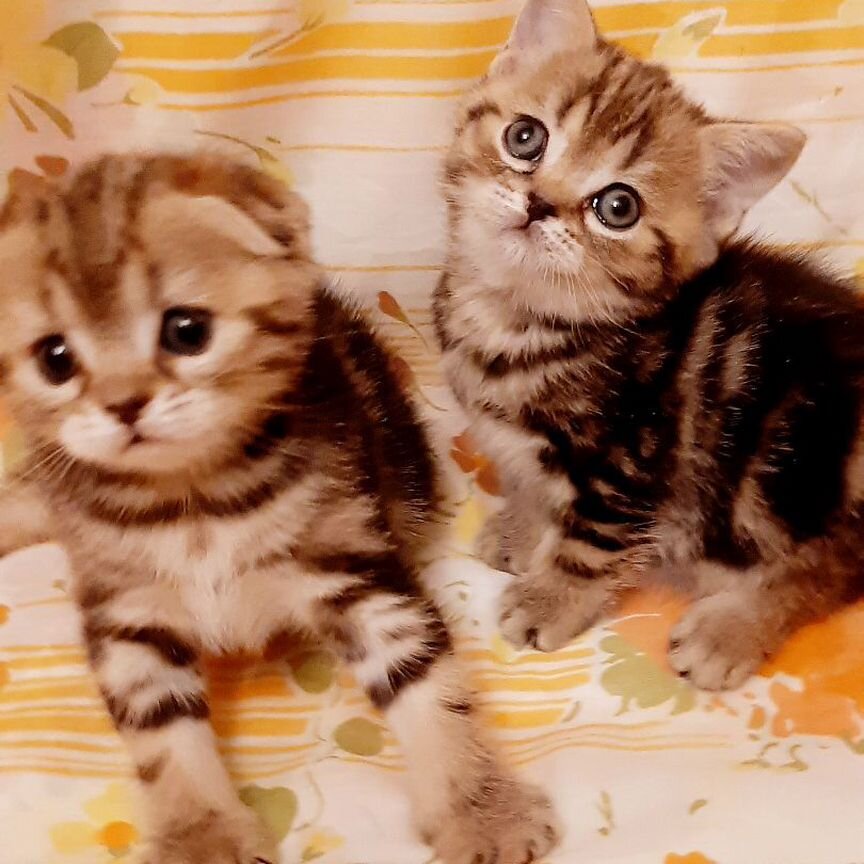 Шотландские котята