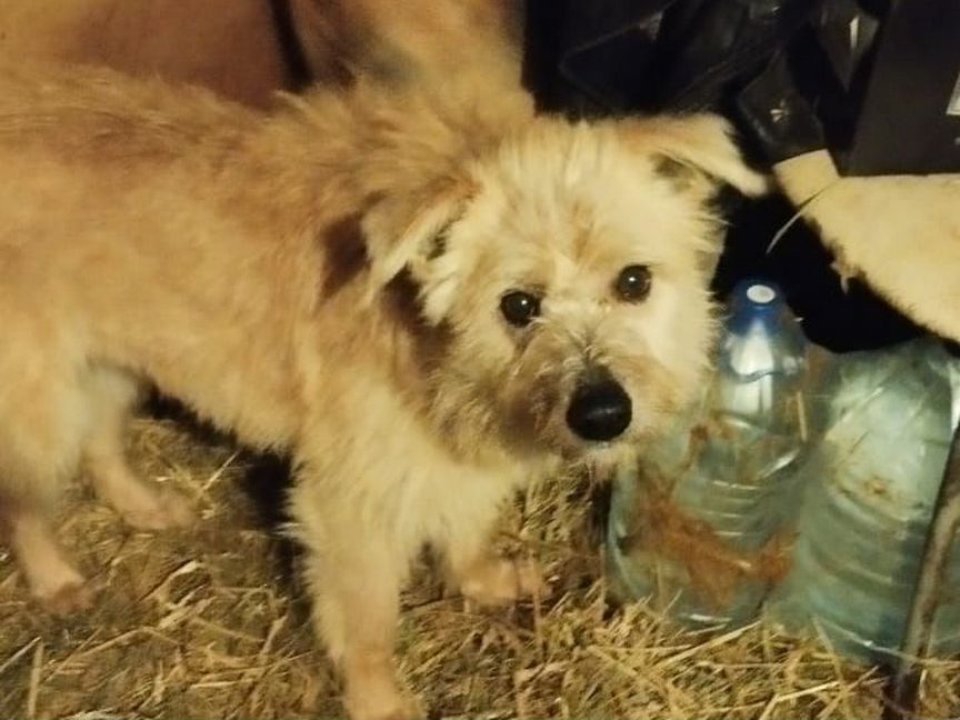 Собака Мальвина