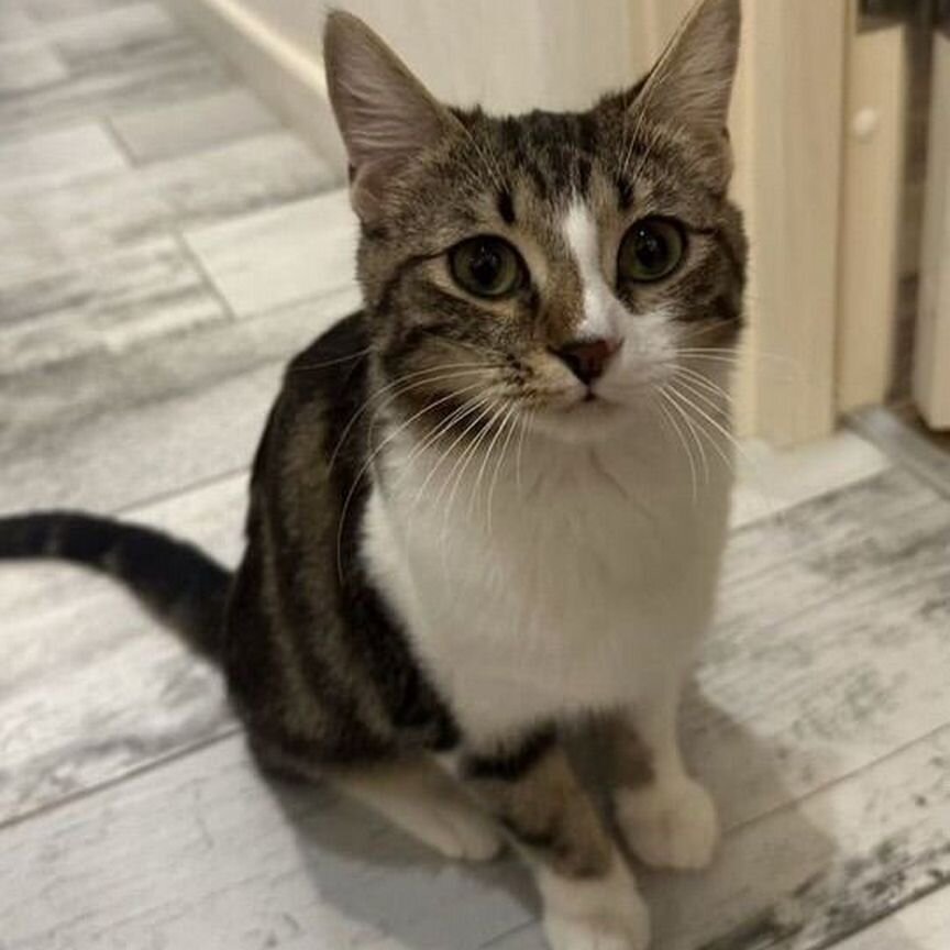 Ласковая кошечка 10 месяцев