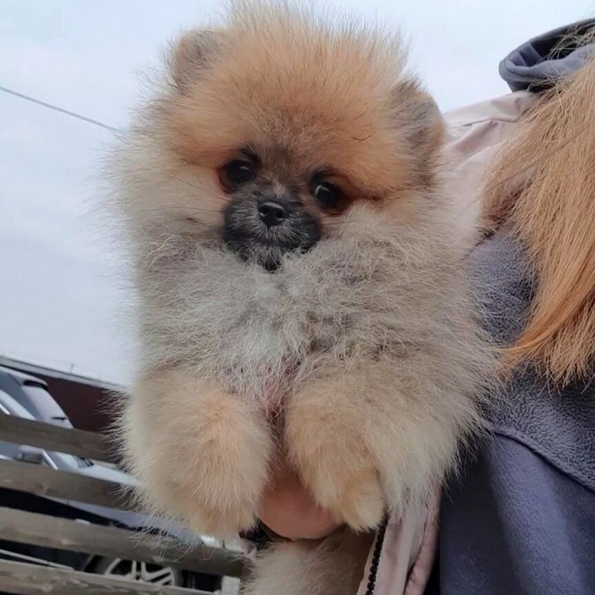 Померанский шпиц мини девочка