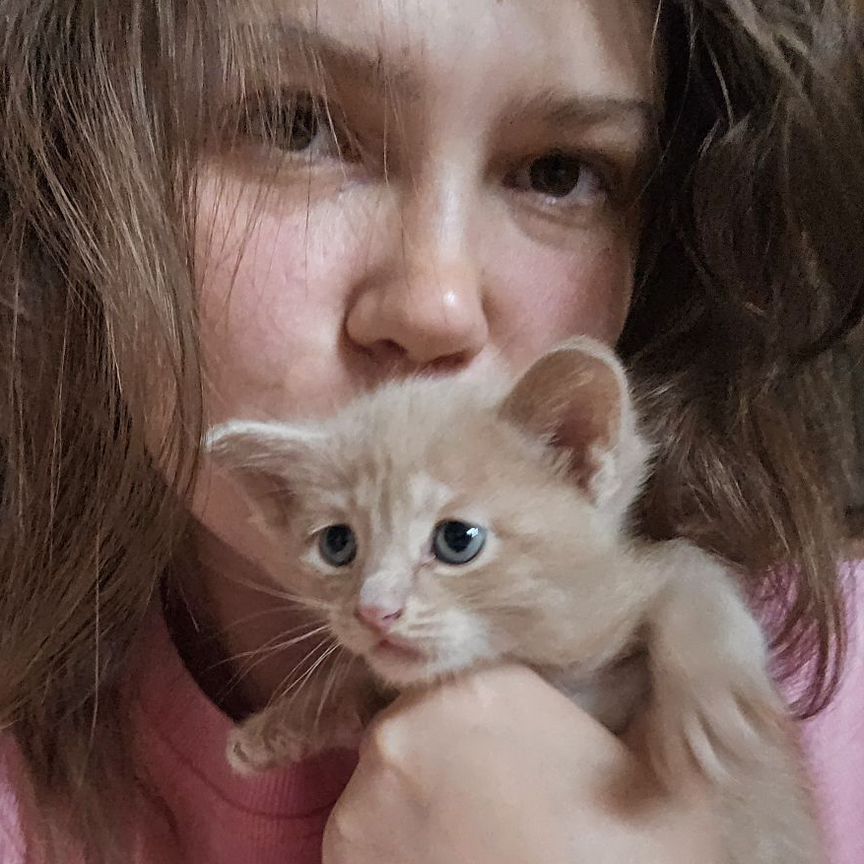 Котёнок в добрые руки