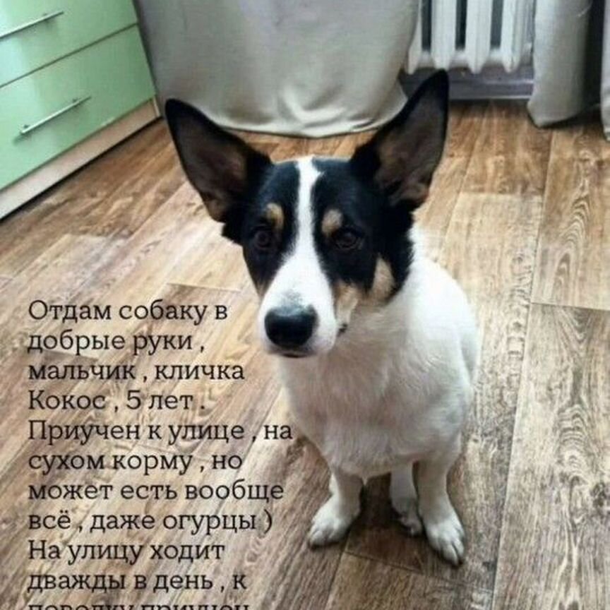 От песика хотят избавиться