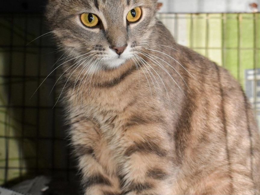 Котик Тигрик