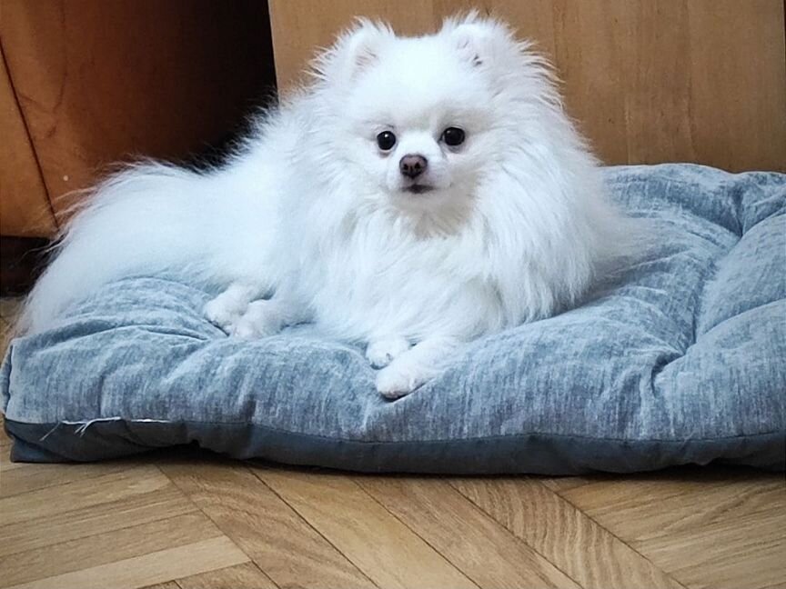 Девочка Померанский шпиц