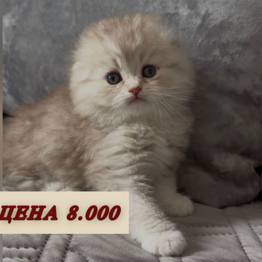 Шотландский вислоухий длинношёрстный котёнок
