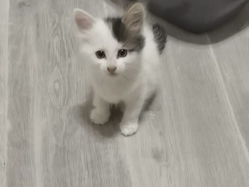 Котенок в добрве руки