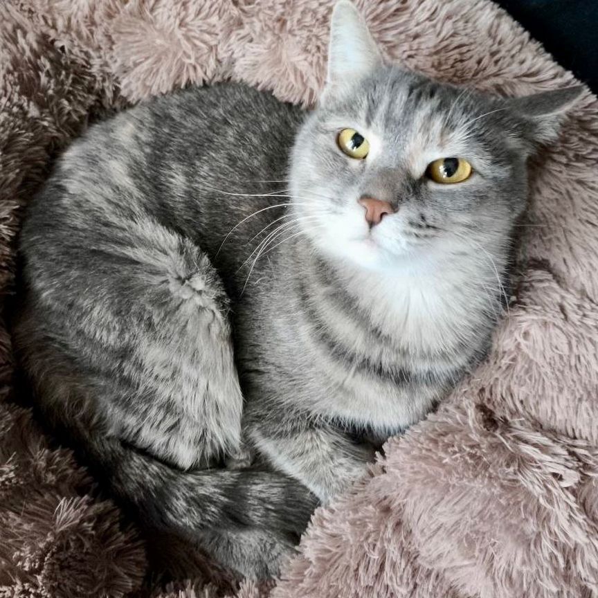 Британская короткошёрстная, взрослая кошка