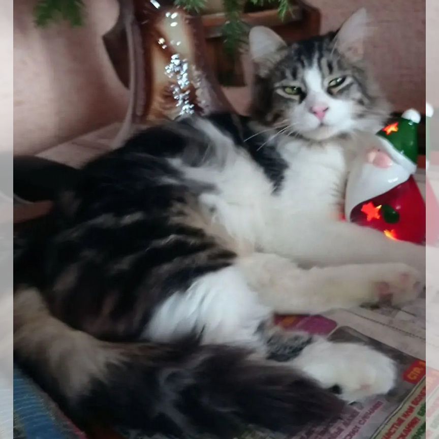 Мейн-кун котёнок