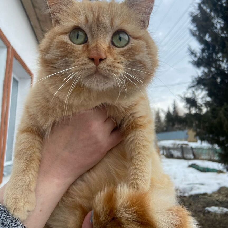 Молоденький котик в дар