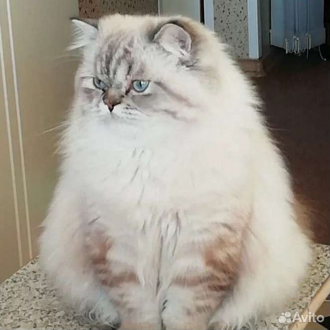 Артистичный кот для съёмок)