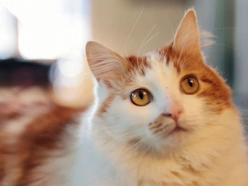 Рыже-белый кот