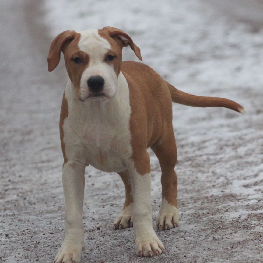 Очень красивая девочка ам.стаффа