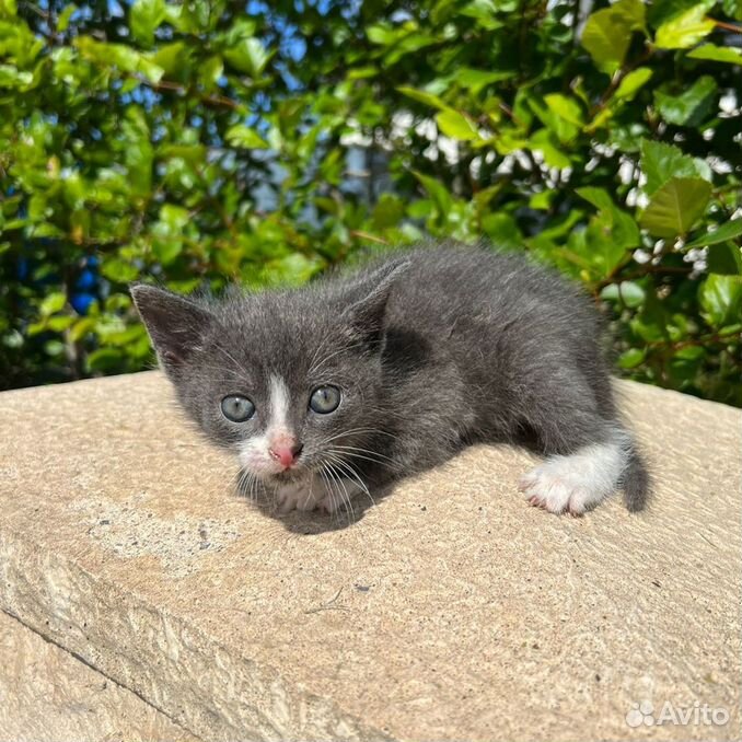 Мики ищет дом